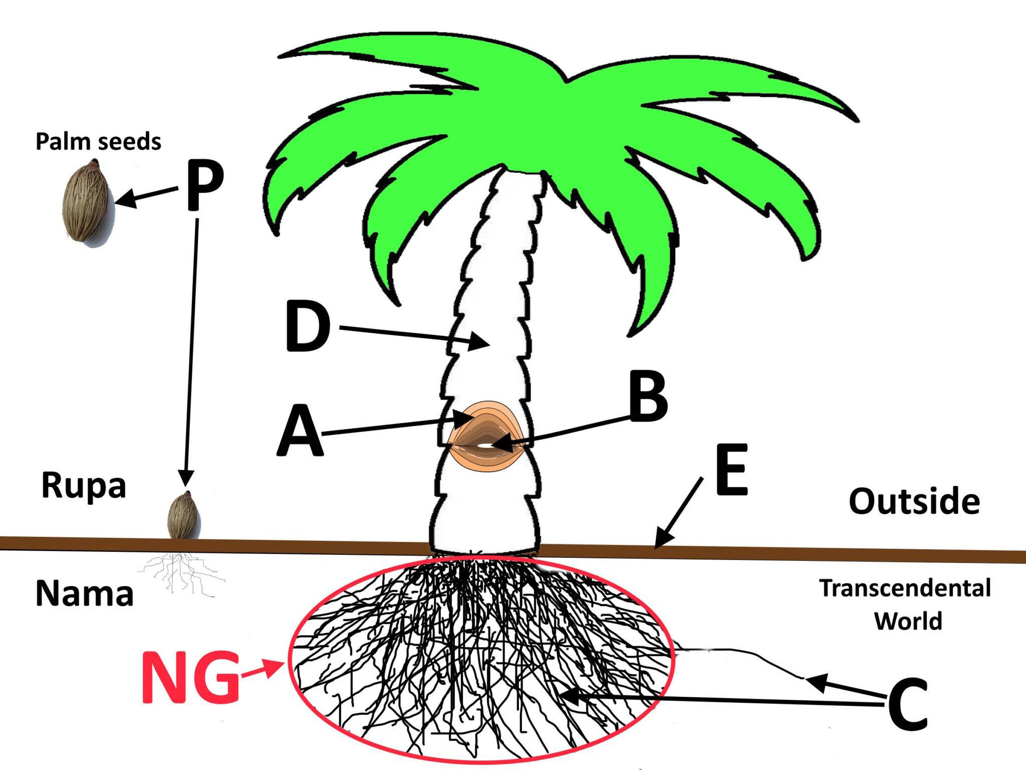 An Analogy Of The Palm Tree | Pure Dhamma